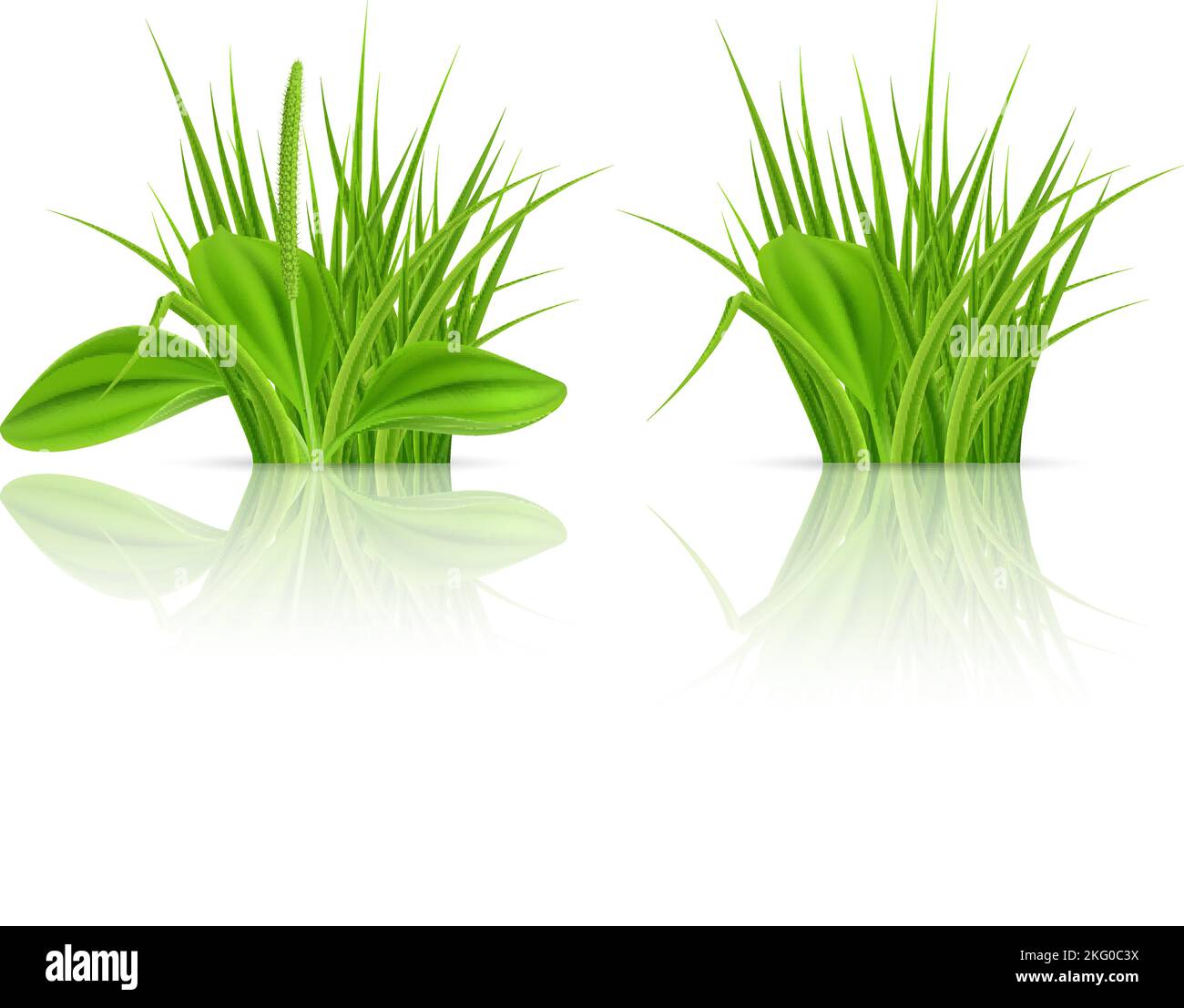 Green grass Elements for Design and Decorate. Illustration on White ...