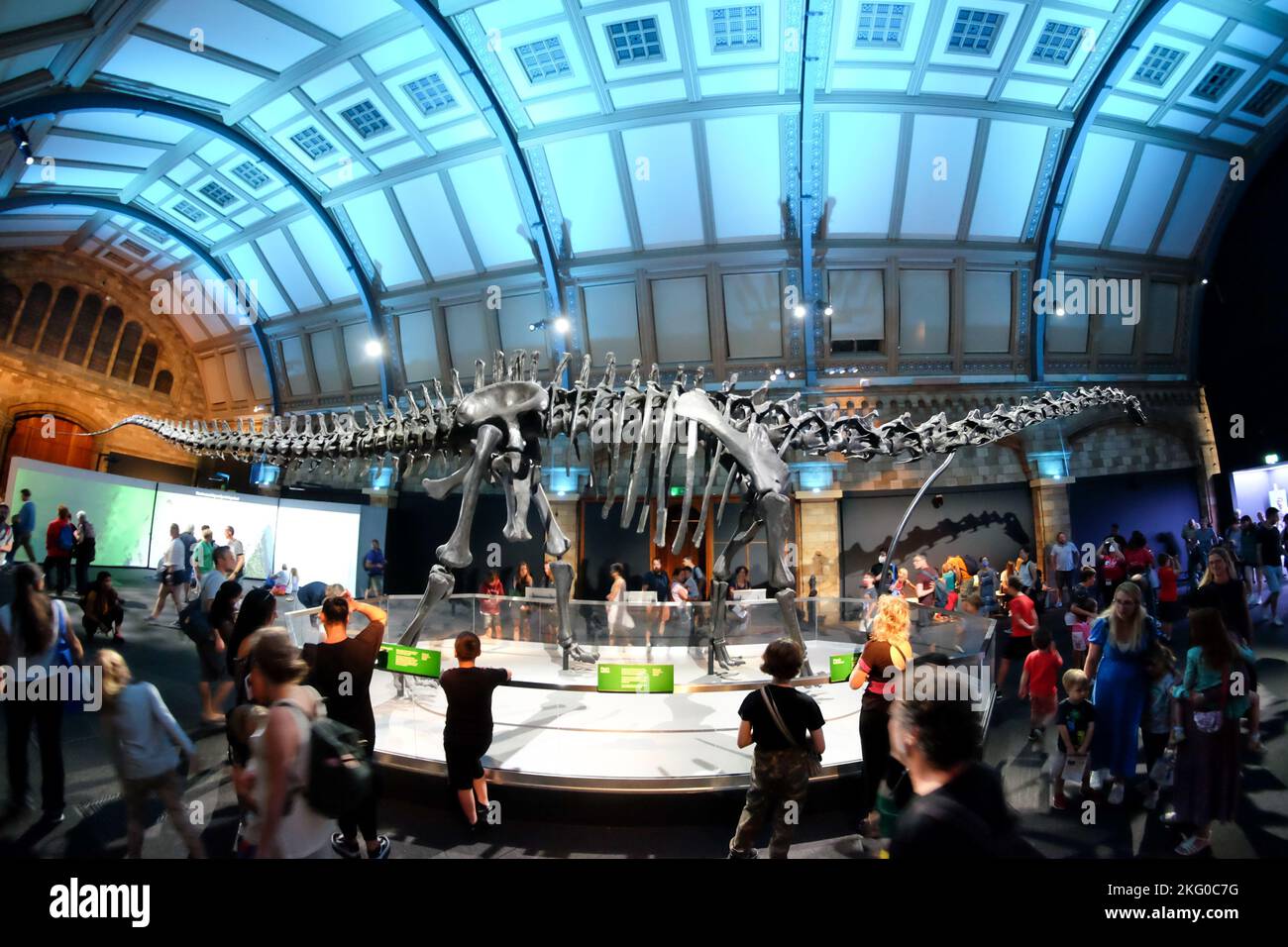 The skeleton of dippy the dinosaur returns at the Natural History ...