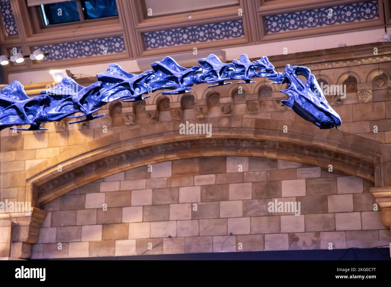 The skeleton of dippy the dinosaur returns at the Natural History ...