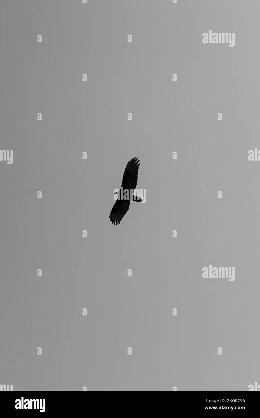 Majestic plumage Black and White Stock Photos & Images - Alamy