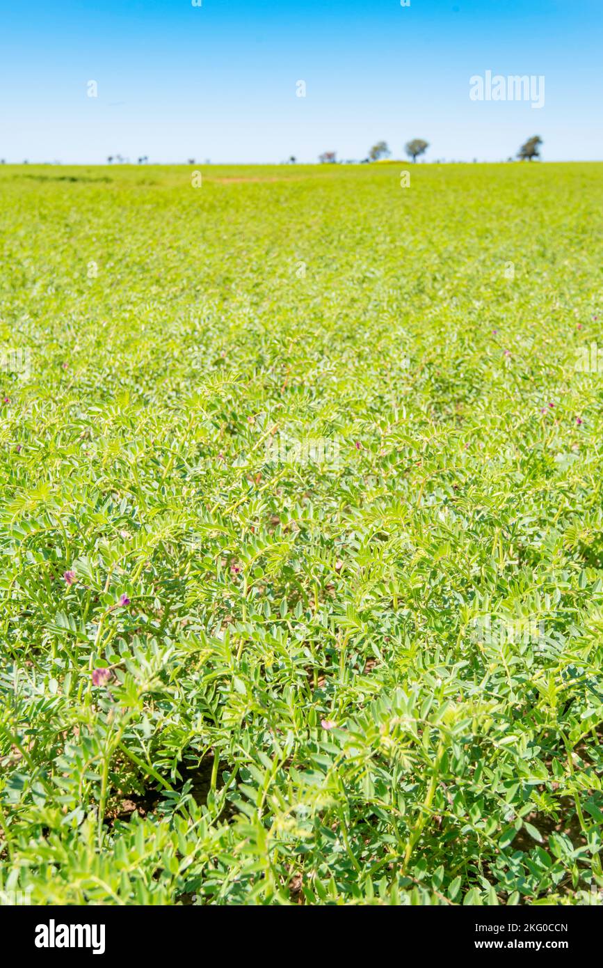 A young chickpea crop growing on a farm in northwest New South Wales ...