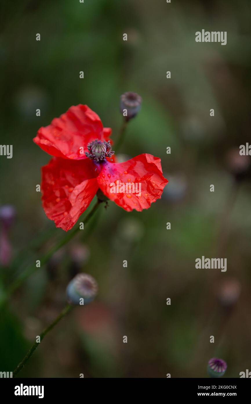 A vertical close-up of a red Poppy self-seeding (Papaver rhoeas) flower ...