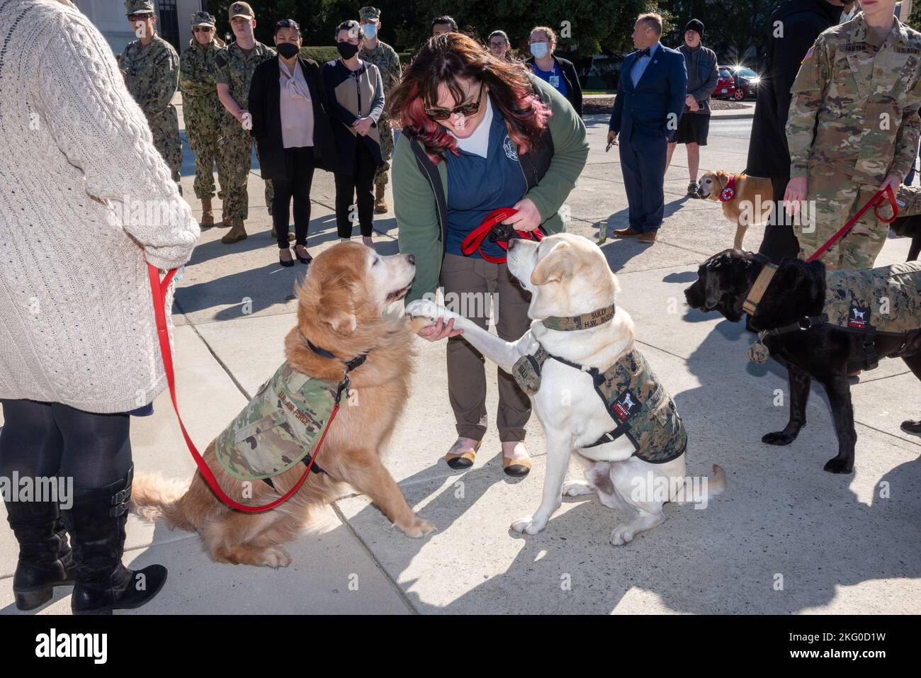 Walter Reed National Military Medical Center’s facility dogs along with ...