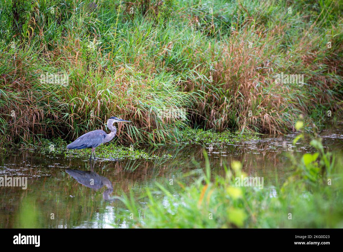 A Great Blue Heron waits and watches from waters' edge in Eagle Marsh ...