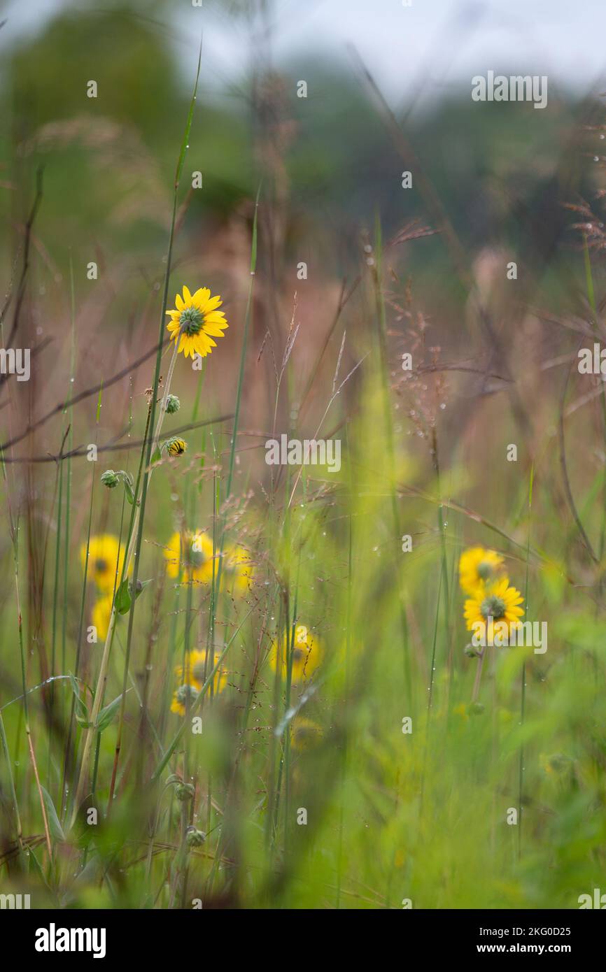 Indiana wild flowers hi-res stock photography and images - Alamy