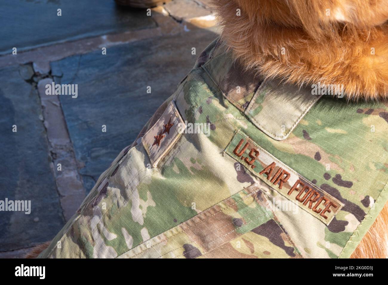 A promotion and commissioning ceremony for the Facility Dog Program at ...