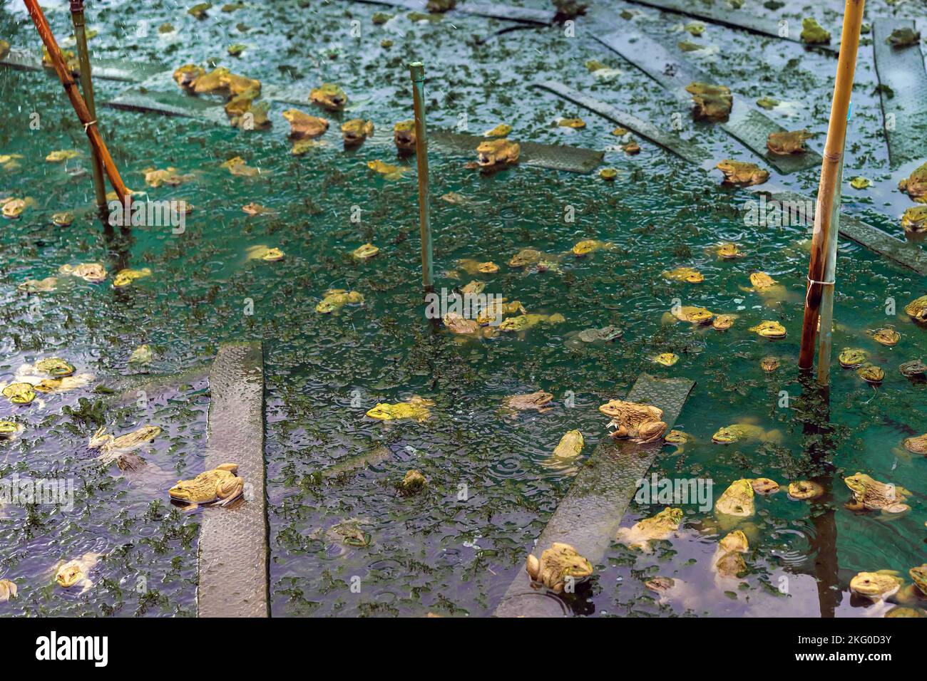 Frogs farm for agriculture at house. Cultivation of frogs with water ...