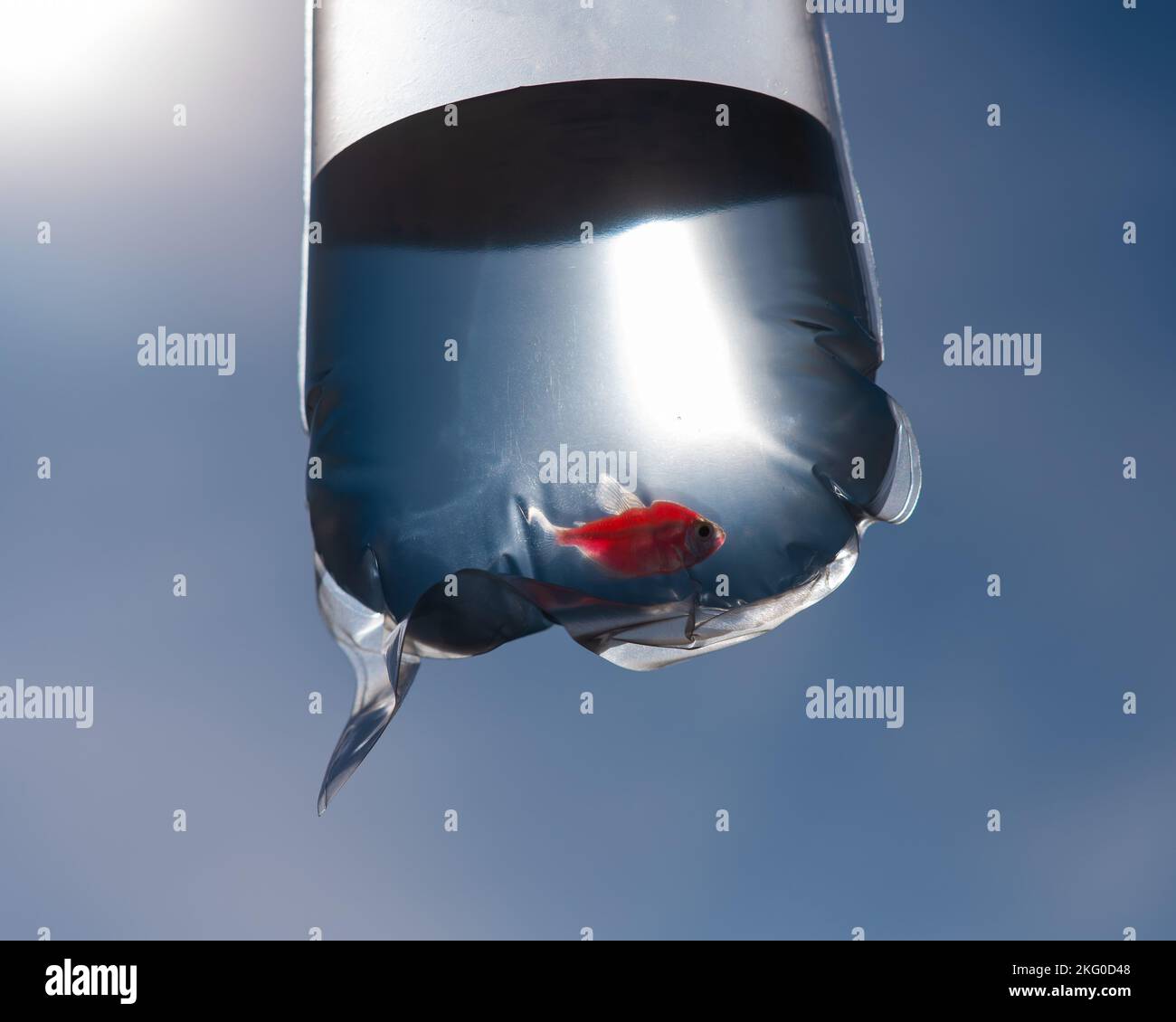 Goldfish in a plastic bag. Fish from the pet store Stock Photo - Alamy