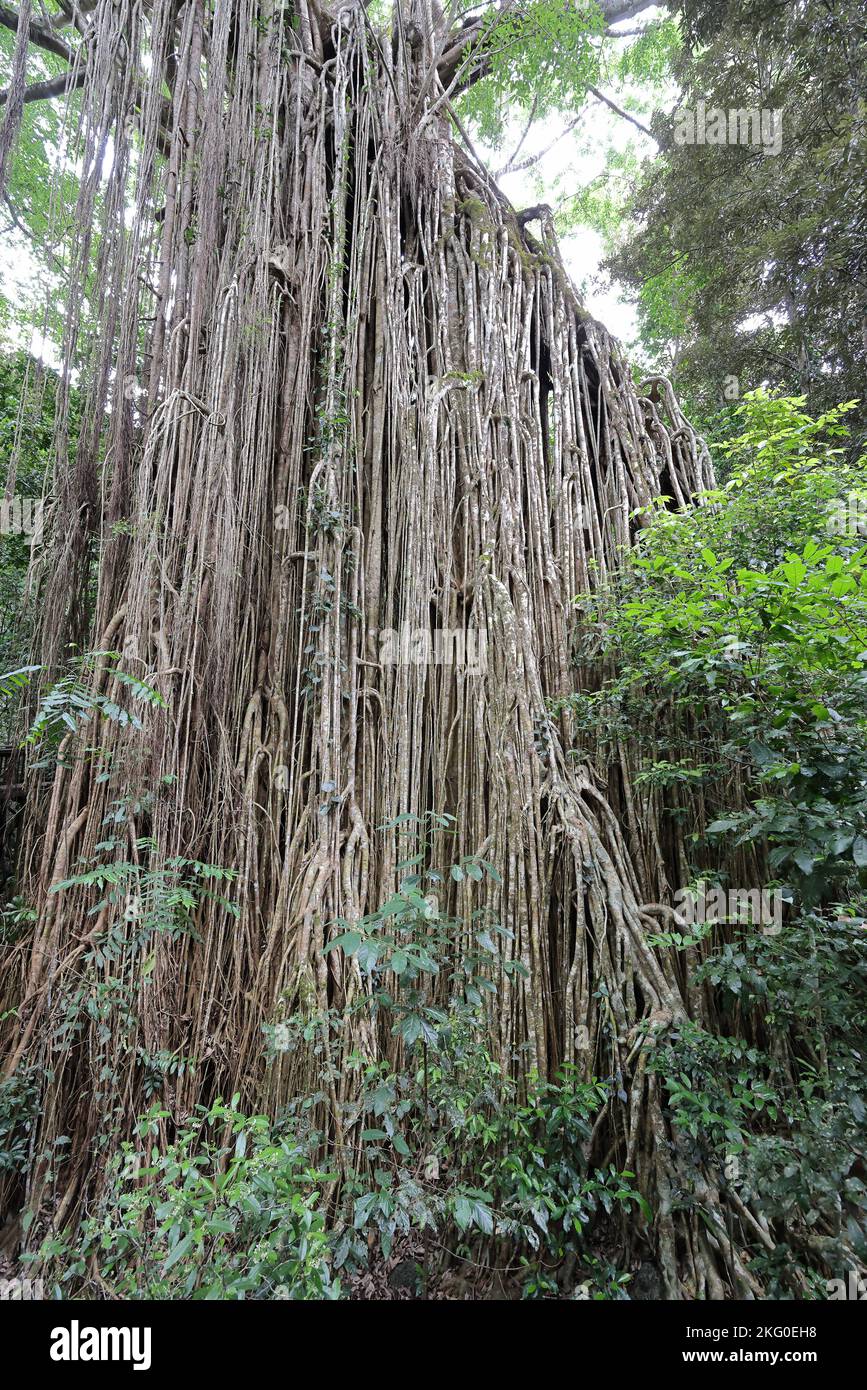 Curtain Fig Tree near Yungaburra North Queensland Australia Stock Photo ...