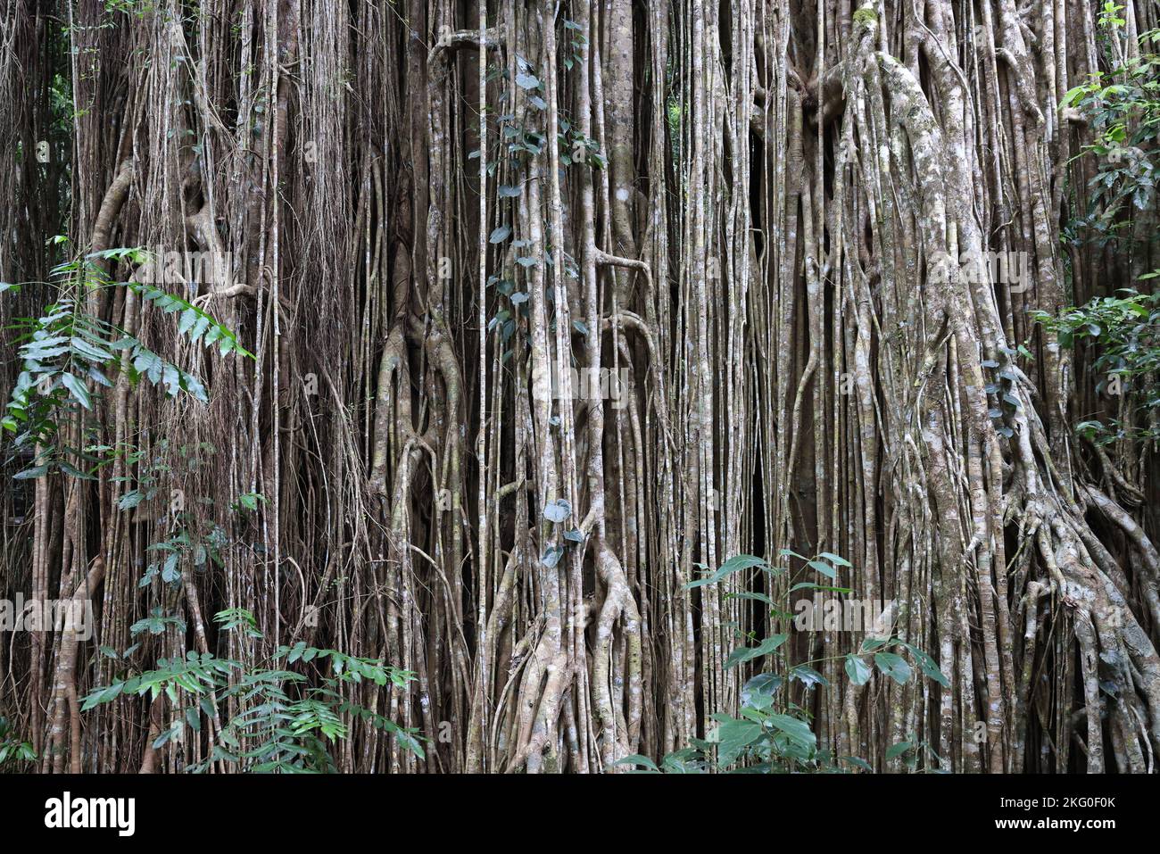 Curtain Fig Tree roots near Yungaburra North Queensland Australia Stock ...