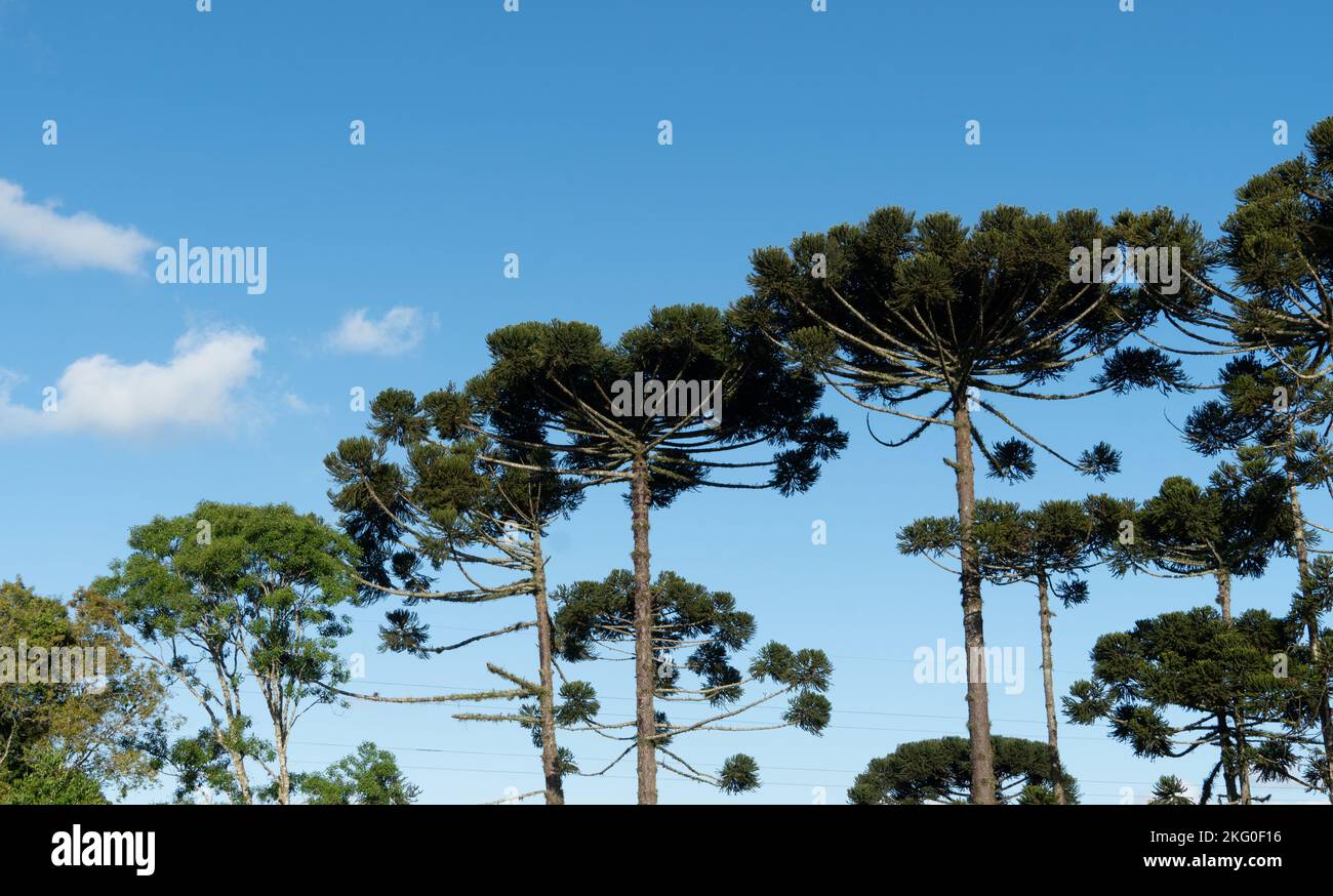Parana pine hi-res stock photography and images - Alamy
