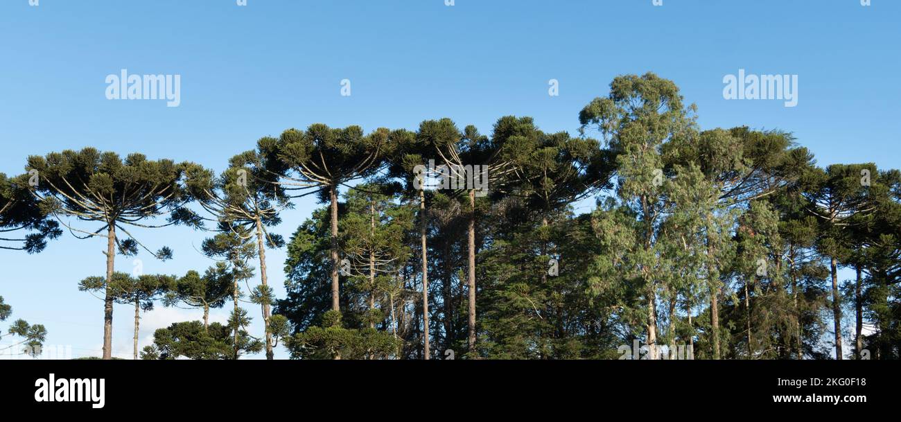 Araucaria or Parana pine, typical of southern Brazil, is at risk of ...