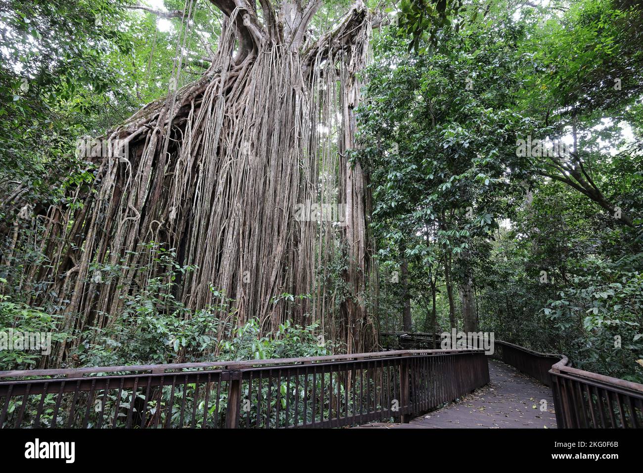 Curtain Fig Tree near Yungaburra North Queensland Australia Stock Photo ...