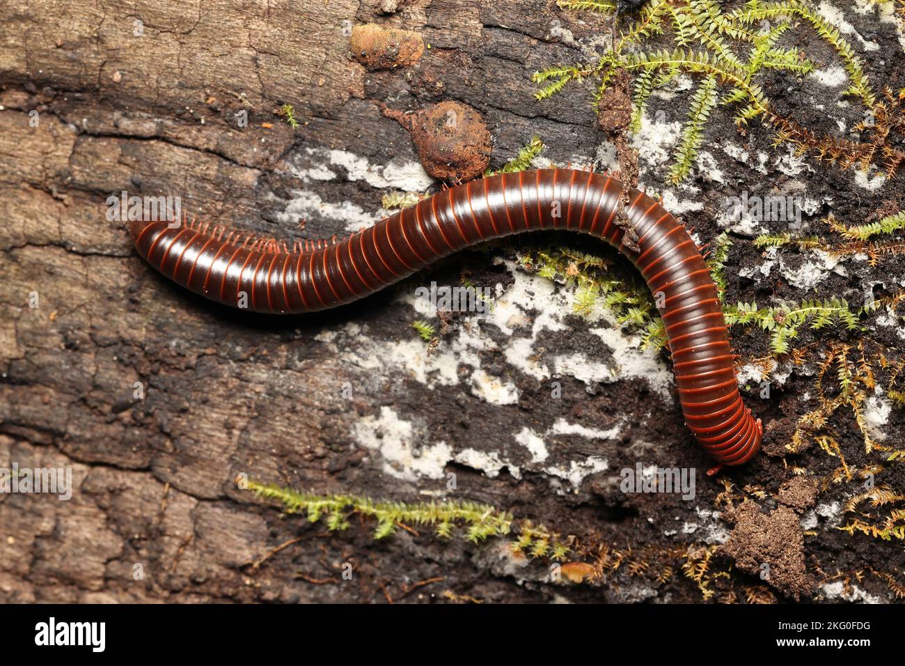Large Millipede on a log in North Queensland Rainforest Stock Photo - Alamy