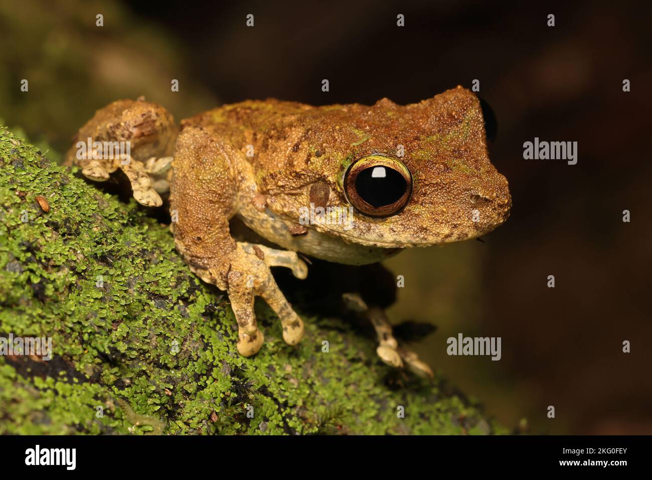 Green-eyed Tree Frog resting on mossy log Stock Photo - Alamy