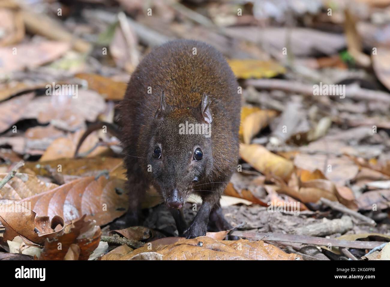 Musky Rat Kangaroo in Queensland rainforest Stock Photo - Alamy