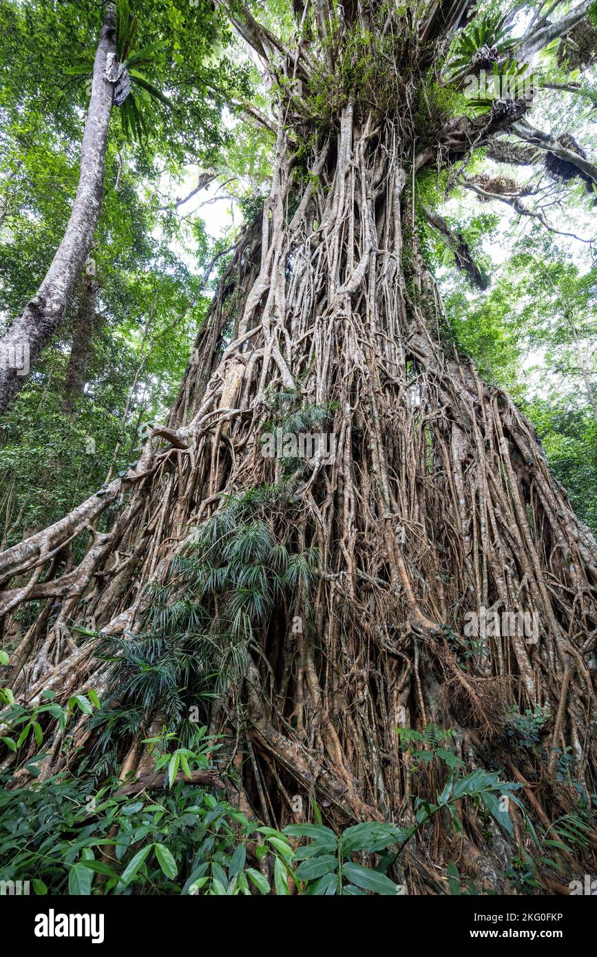 Cathedral Fig Tree near Yungaburra North Queensland Australia Stock ...