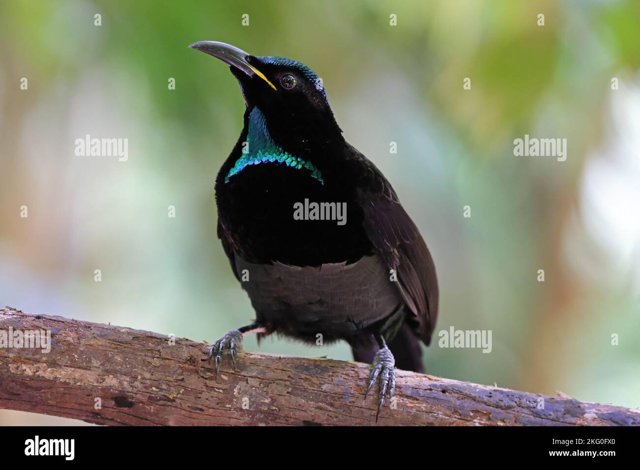 Paradise rifle bird hi-res stock photography and images - Alamy