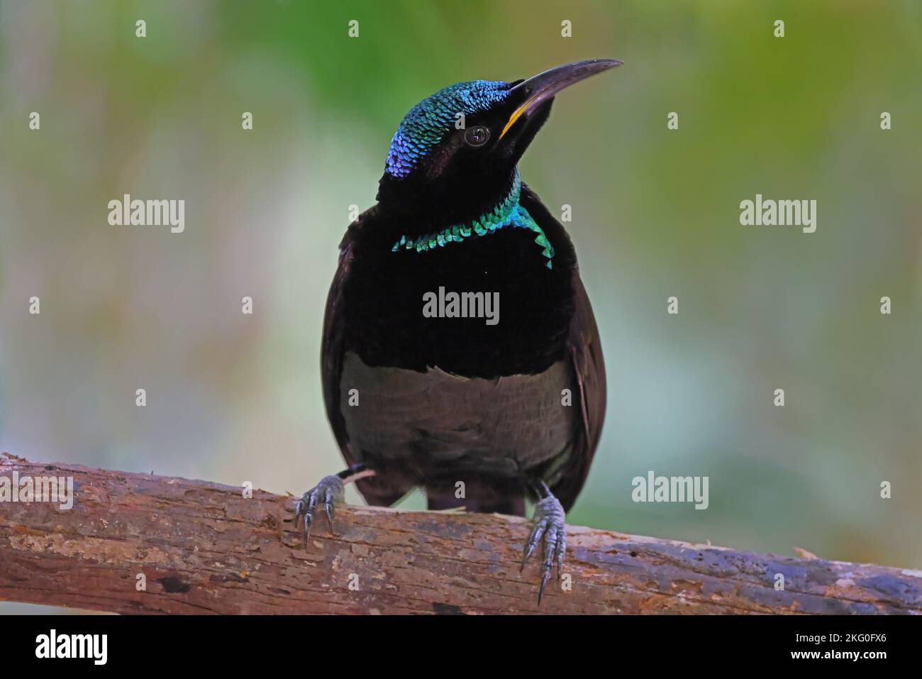 Male Victoria's Rifle Bird perched Stock Photo - Alamy