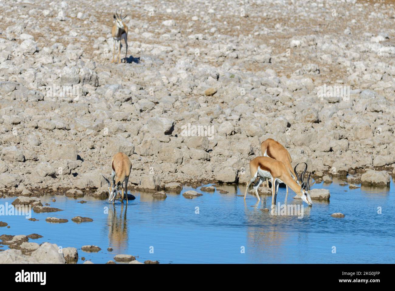 Wild springbok antelopes in the African savanna Stock Photo - Alamy
