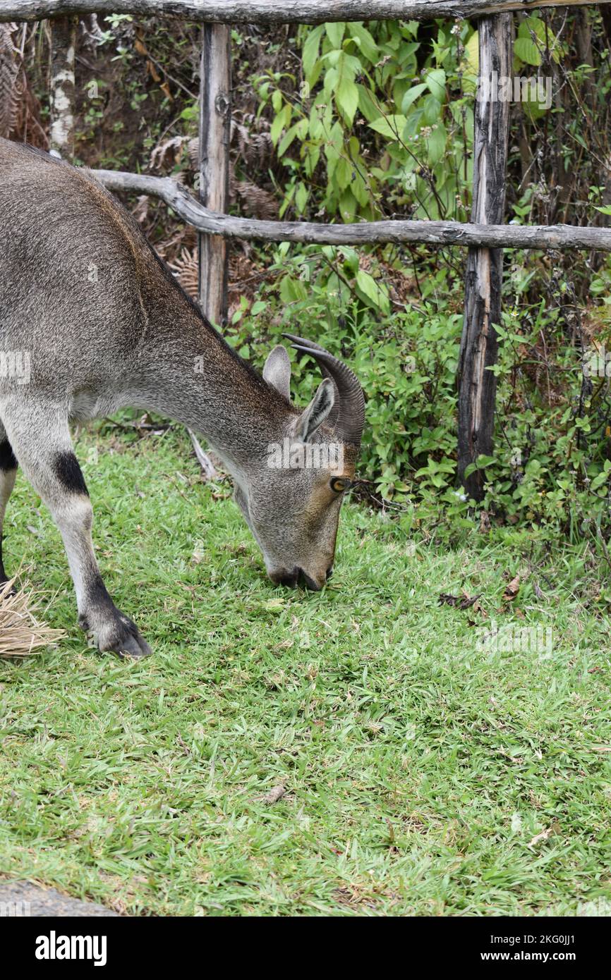 A nilgiri tahr hi-res stock photography and images - Alamy