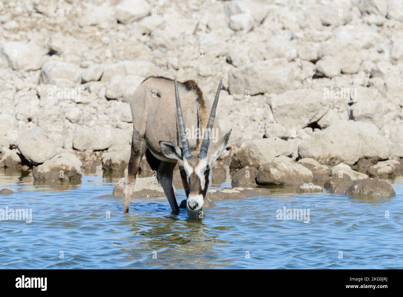 Wild oryx antelope in the African savannah Stock Photo - Alamy