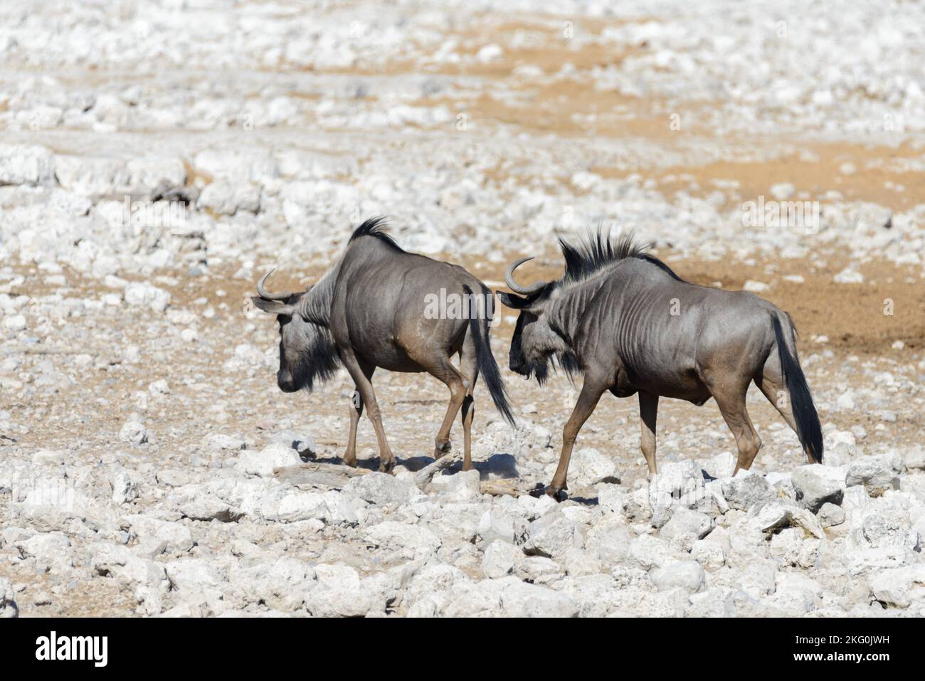 Wild gnu antelope in in African national park Stock Photo - Alamy