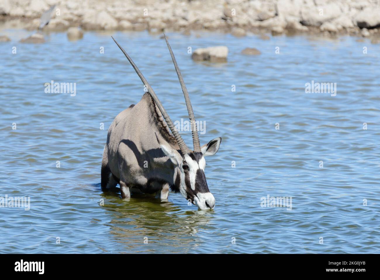 Wild oryx antelope in the African savannah Stock Photo - Alamy