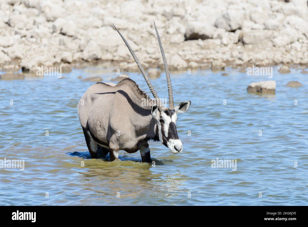 Wild oryx antelope in the African savannah Stock Photo - Alamy