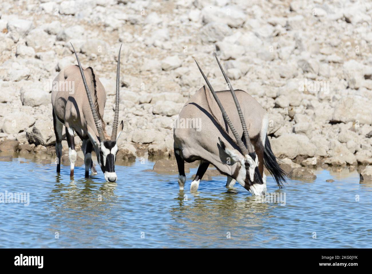 Wild oryx antelope in the African savannah Stock Photo - Alamy