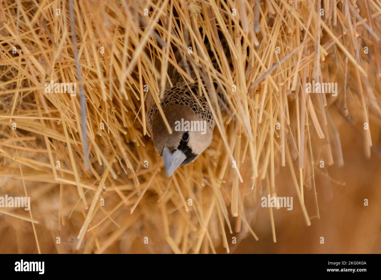 Weaver bird in the nest Stock Photo - Alamy