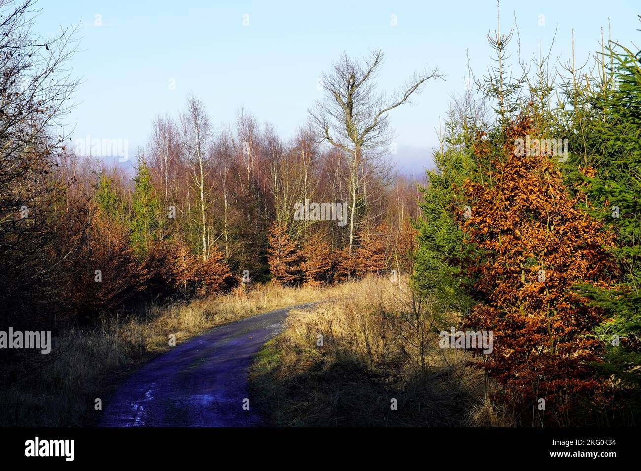 A scenic view of a hiking trail in an autumn forest in Sauerland ...