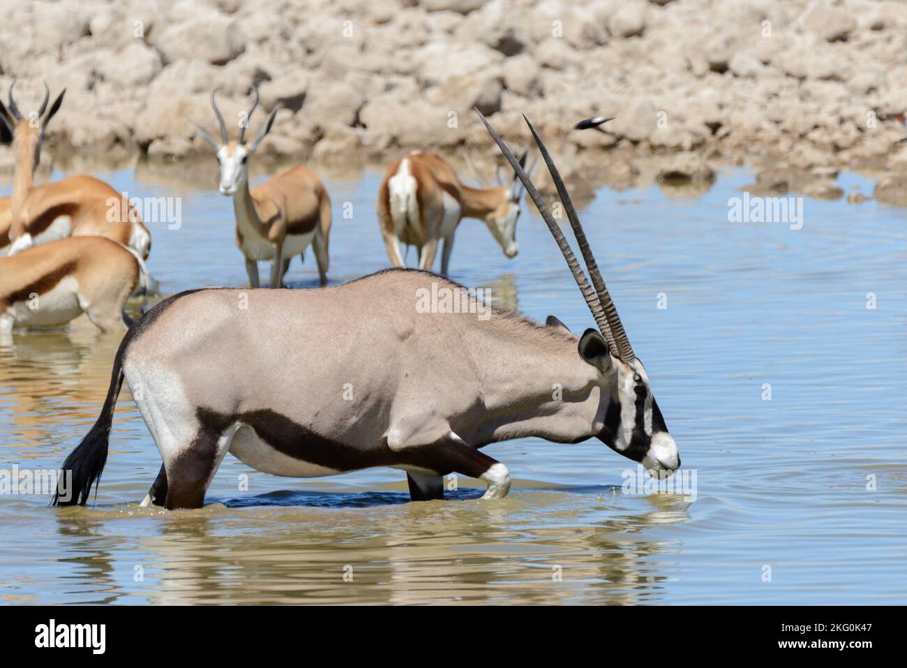 Wild oryx antelope in the African savannah Stock Photo - Alamy