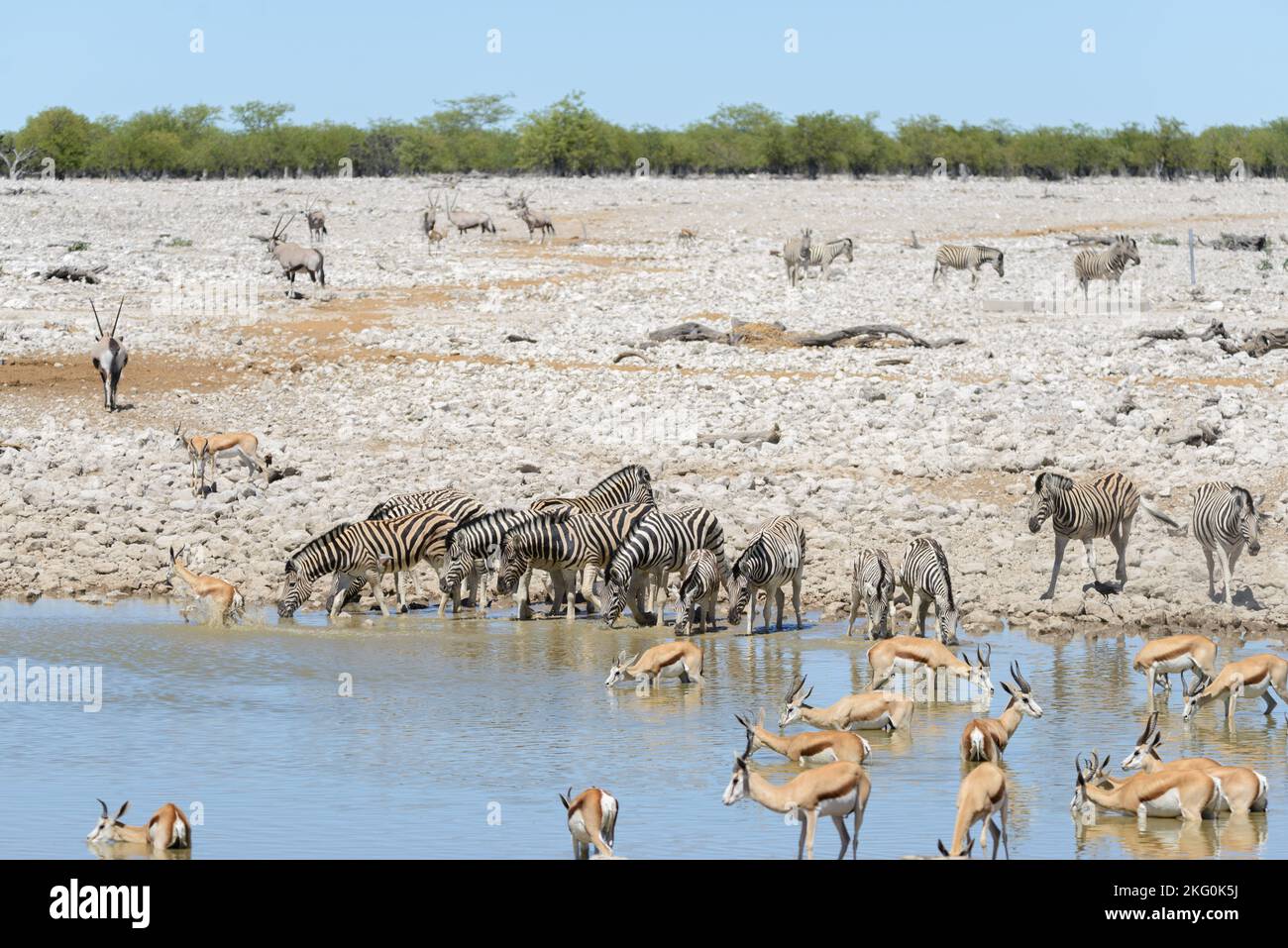 Wild african animals -gnu, kudu, orix, springbok, zebras drinking water ...