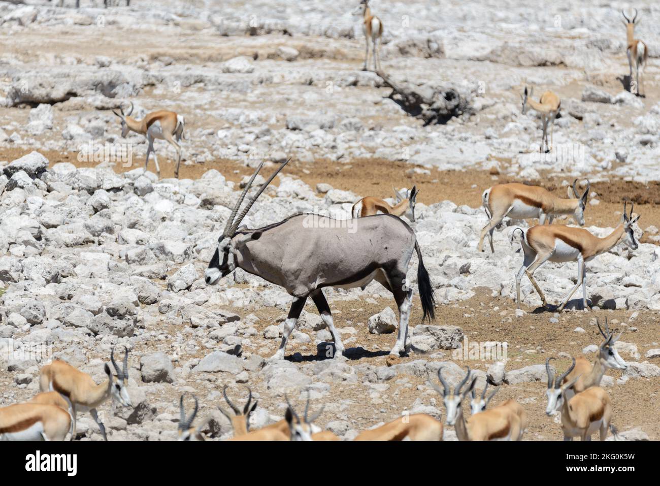 Wild oryx antelope in the African savannah Stock Photo - Alamy