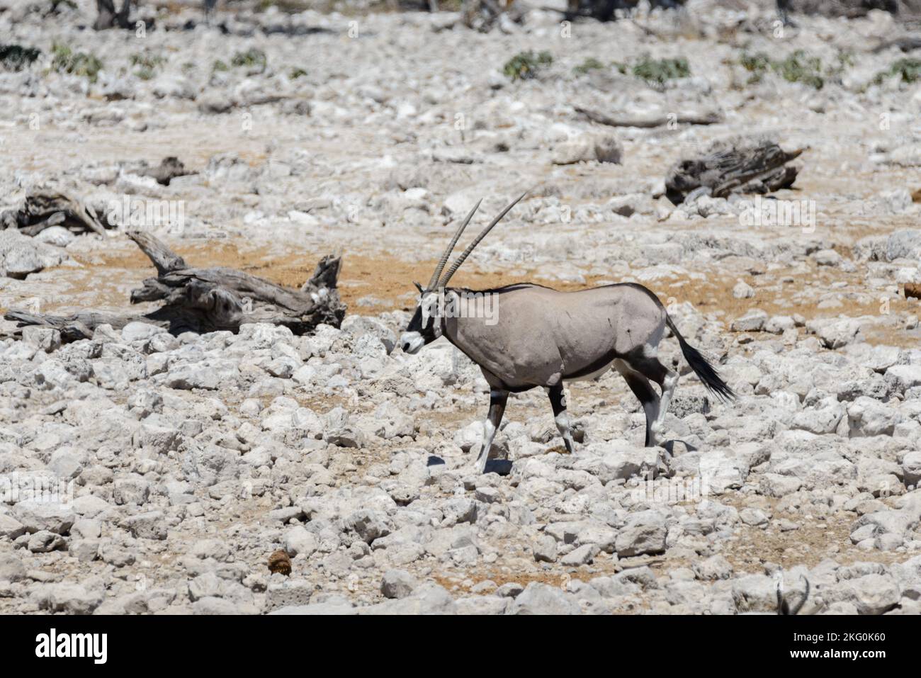 Wild oryx antelope in the African savannah Stock Photo - Alamy