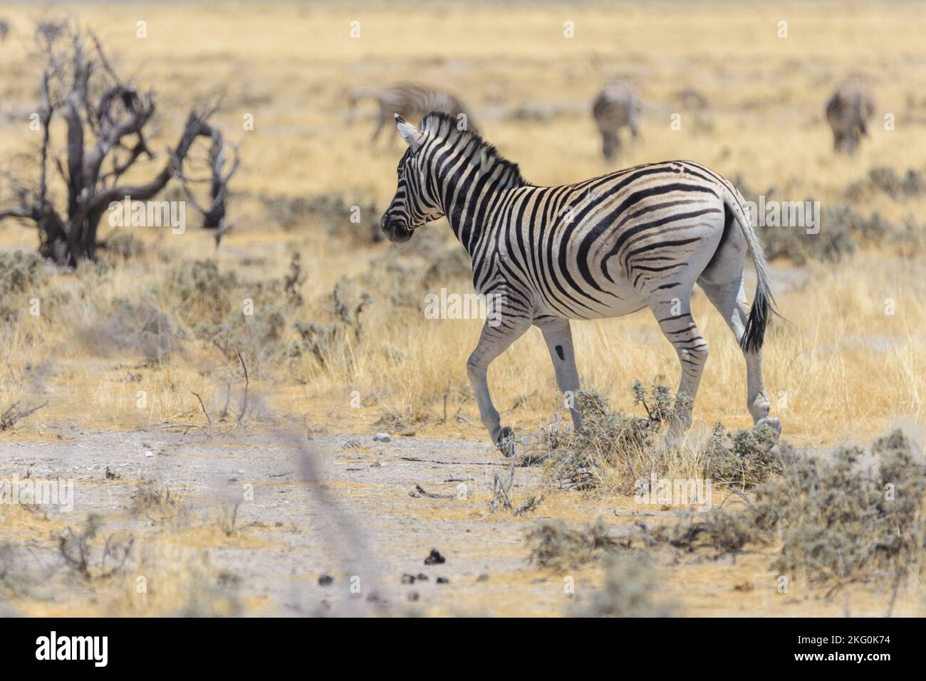Wild zebras walking in the African savanna Stock Photo - Alamy