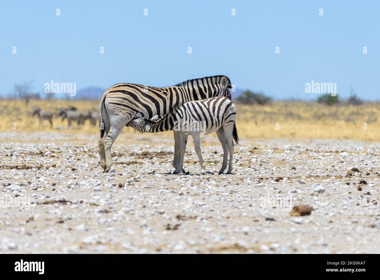 Wild zebra mother feeding her cub walking in the African savanna Stock ...