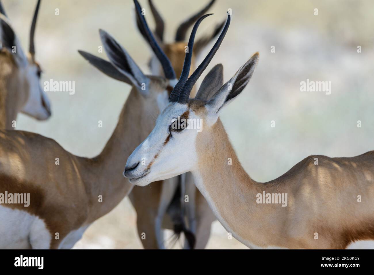 Wild springbok antelope portrait in the African savanna close up Stock ...