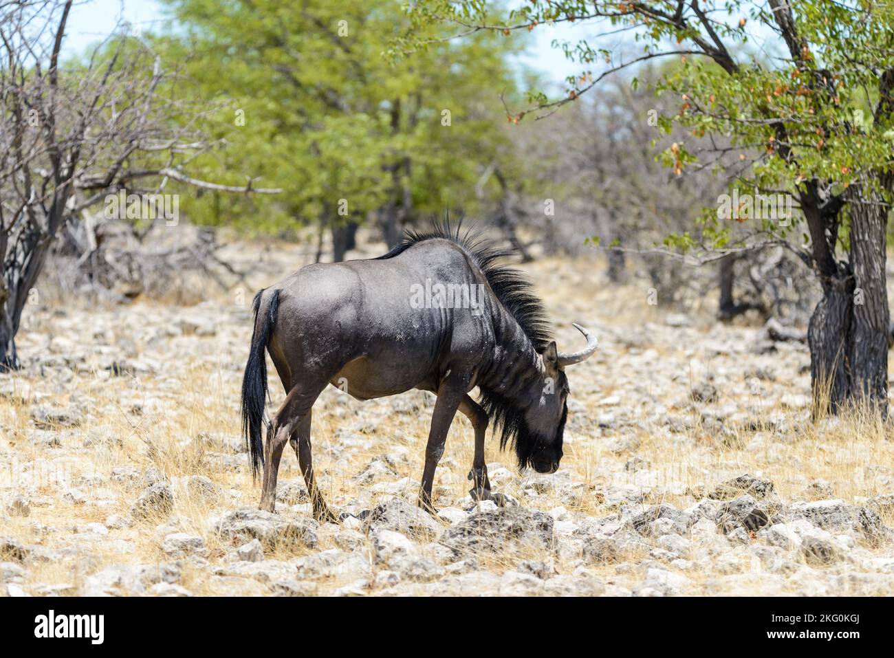 Wild gnu antelope in in African national park Stock Photo - Alamy