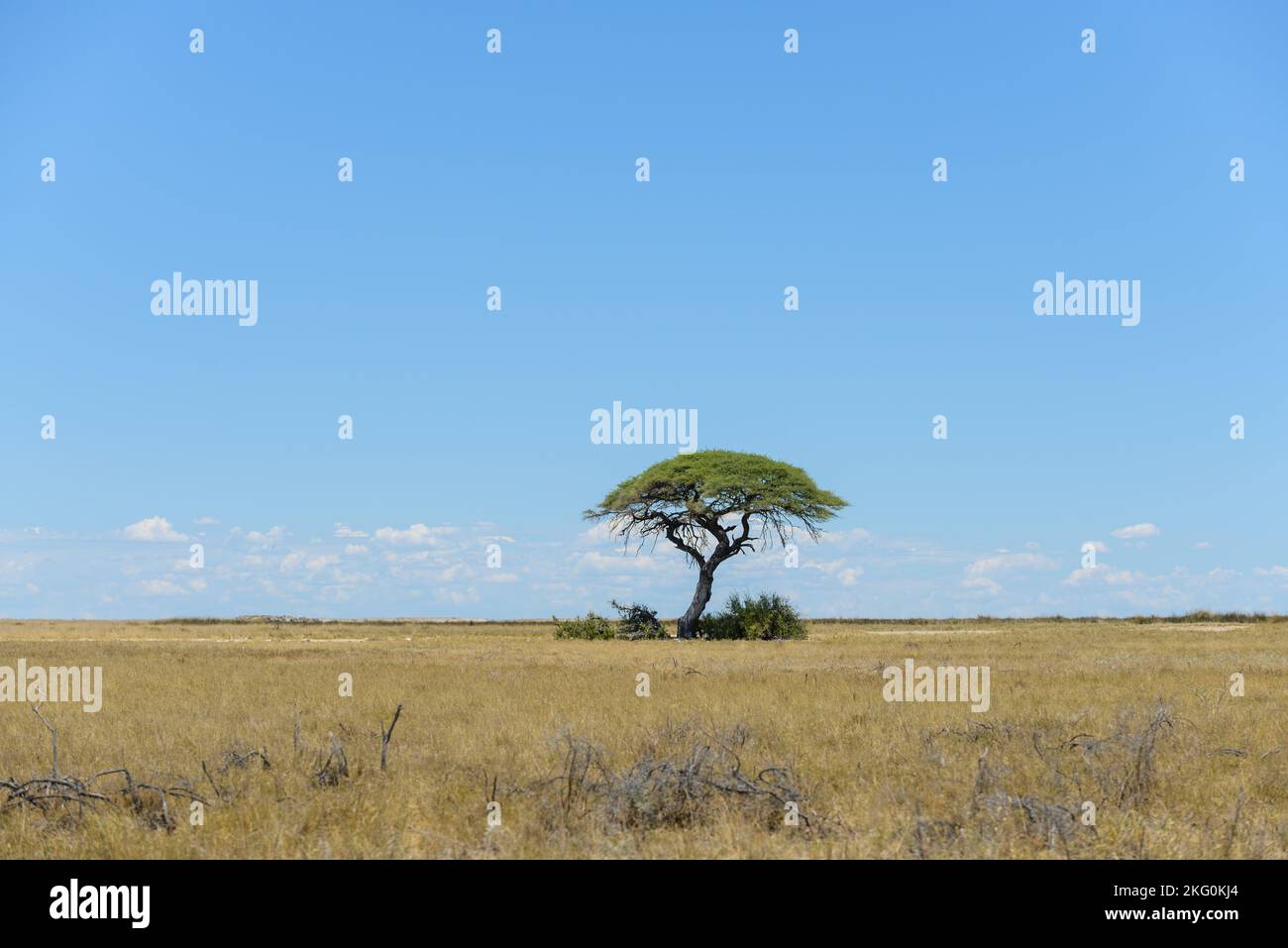 African savannah landscape with tree Stock Photo - Alamy