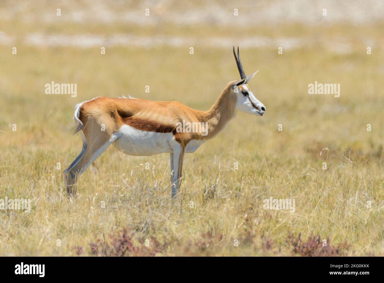 Wild springbok antelope in the African savanna Stock Photo - Alamy