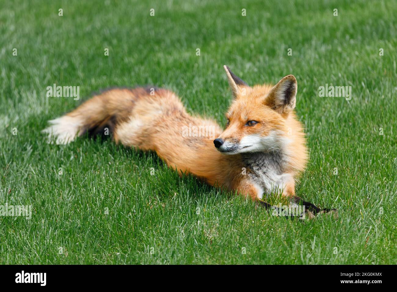 A Trans-Caucasian fox ( Vulpes vulpes kurdistanica) resting on the ...