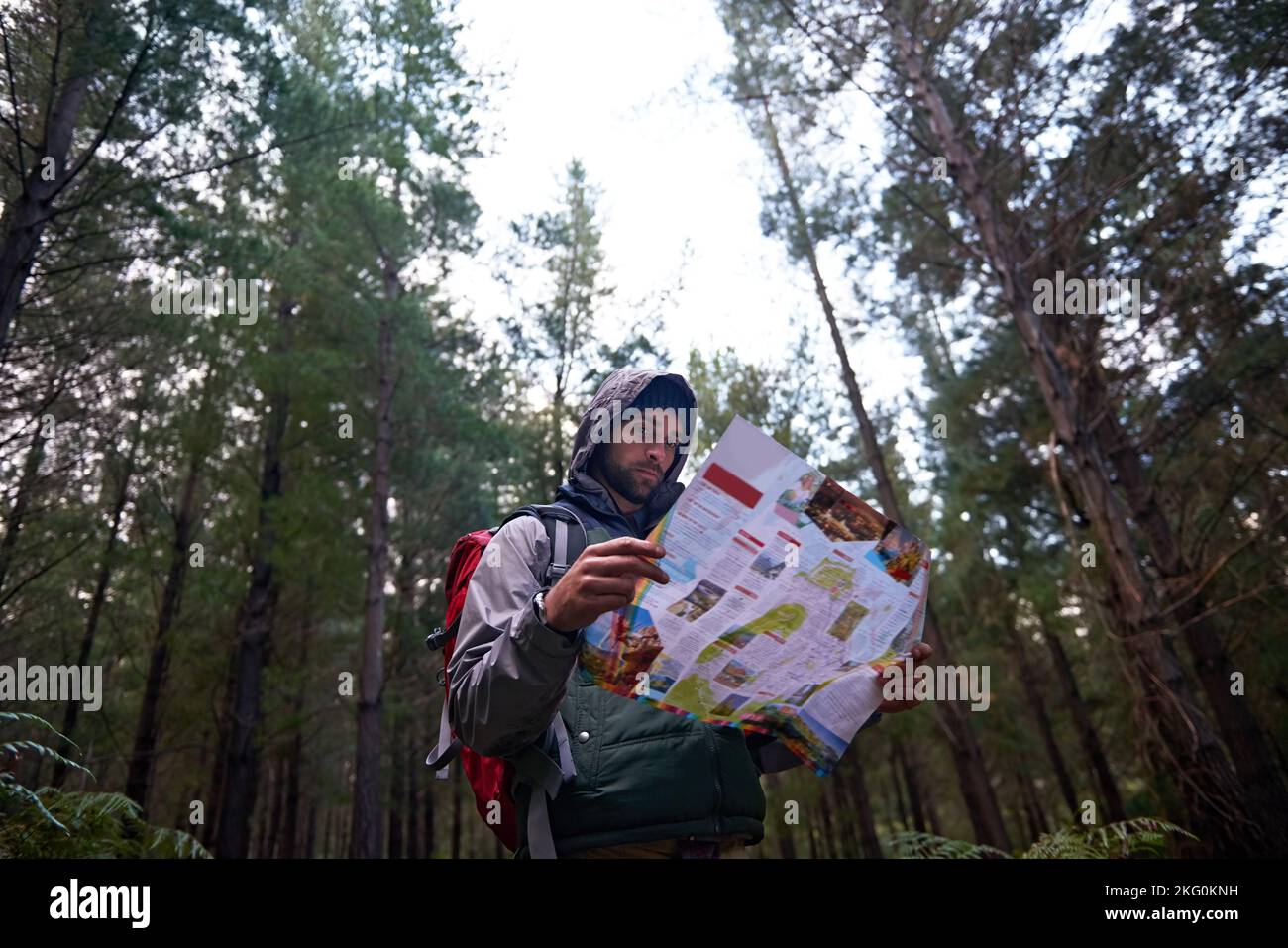 Recover your sense direction. a man in a pine forest with a map ...