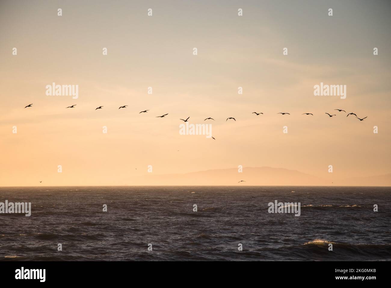 Birds Flying in the Sunset in California Stock Photo - Alamy
