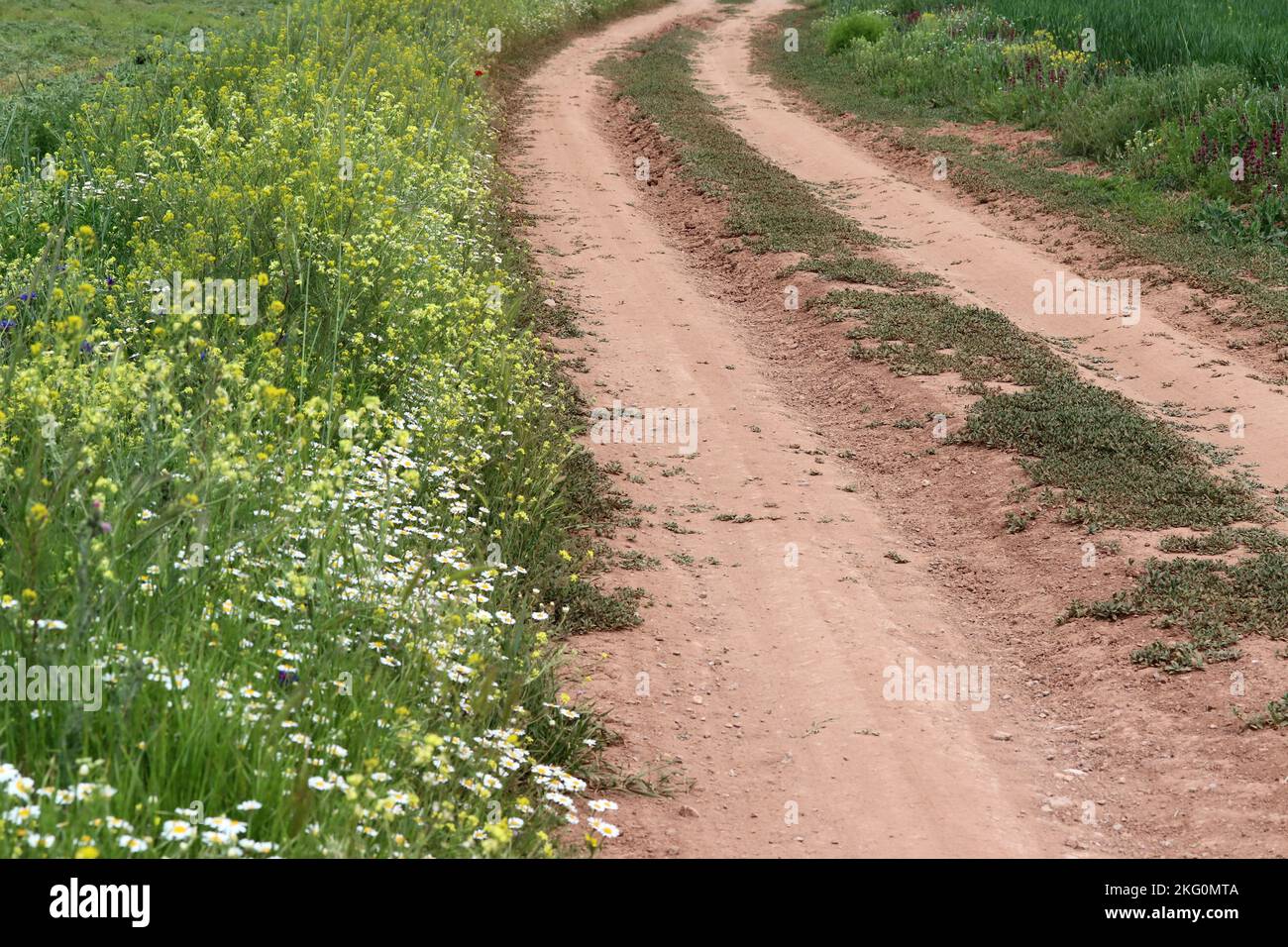 Wildflowers in april road hi-res stock photography and images - Alamy