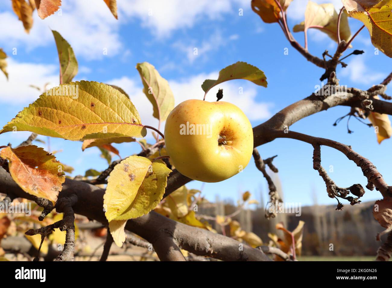 yellow apple on the branch of the tree Stock Photo - Alamy