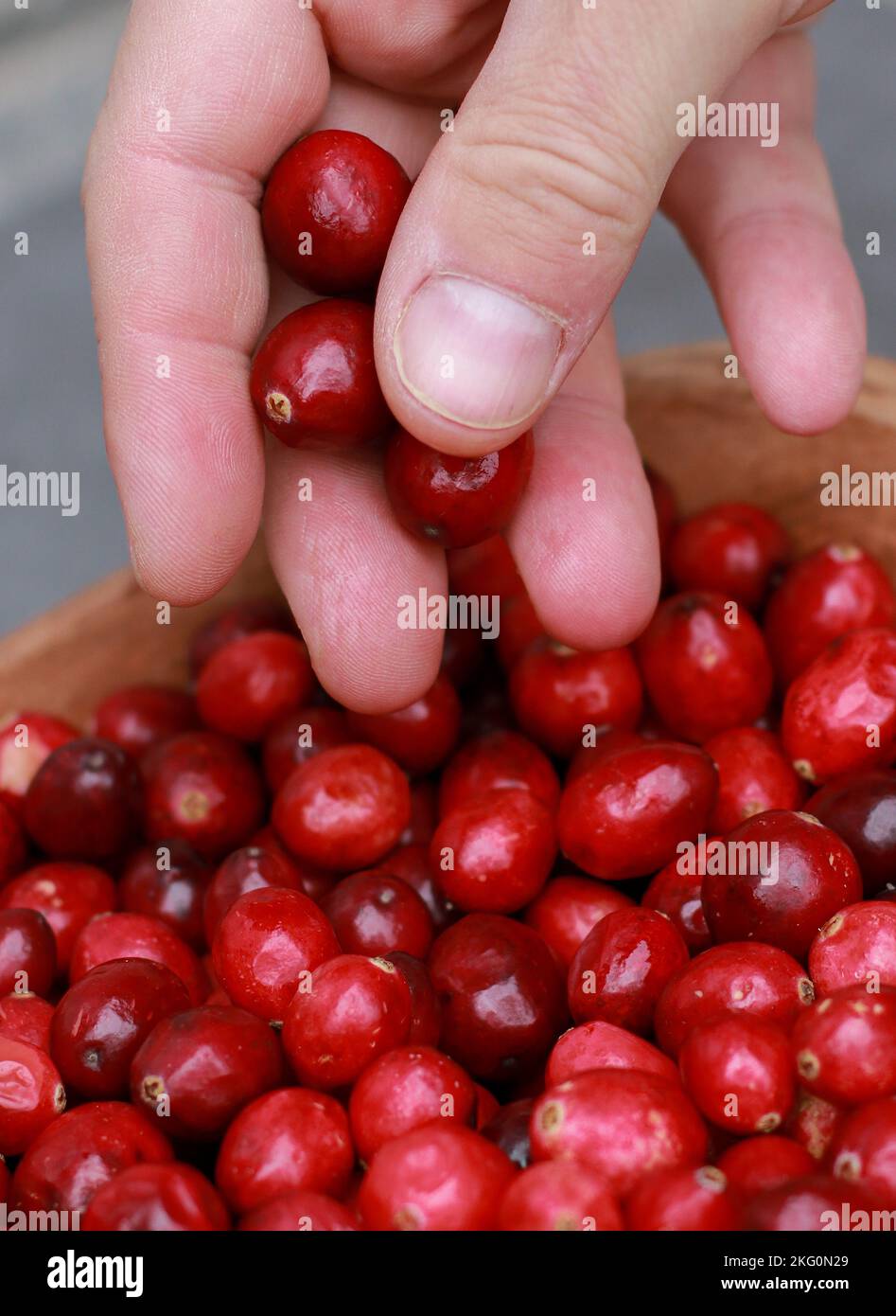 close up of man hand holding fresh cranberries Stock Photo - Alamy