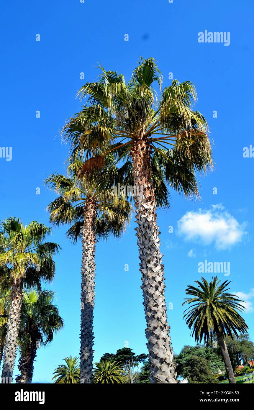 Palm trees lining the walkway along Eastern Beach foreshore in Geelong ...