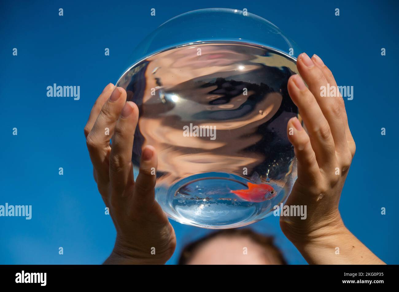Woman holding round aquarium with goldfish on blue sky background Stock ...